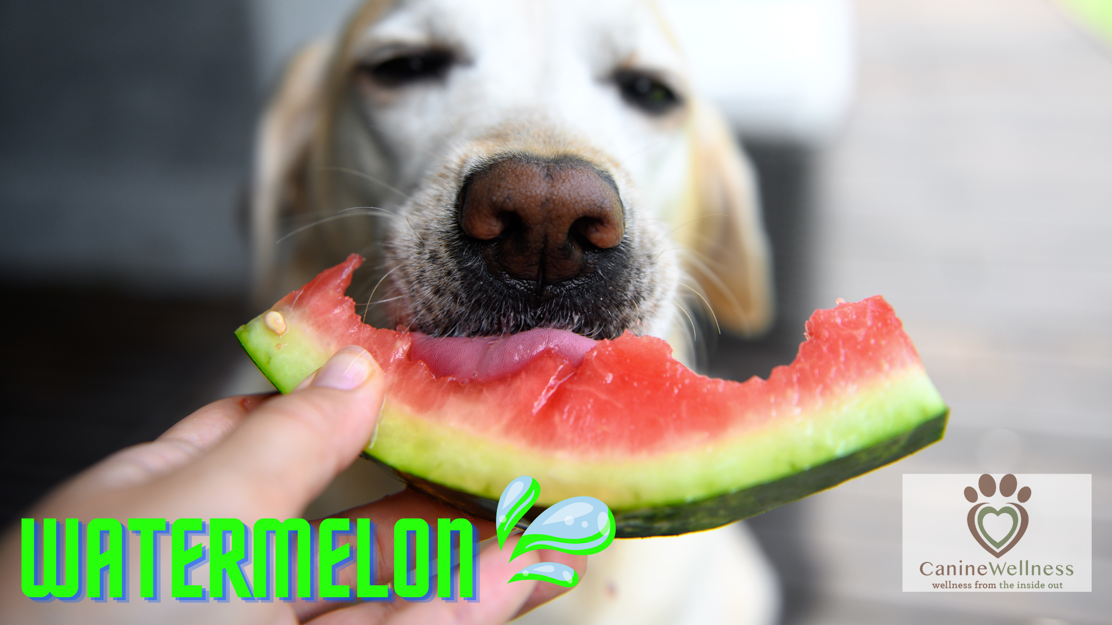 Can Dogs Eat Watermelon? – Canine Wellness Specialist
