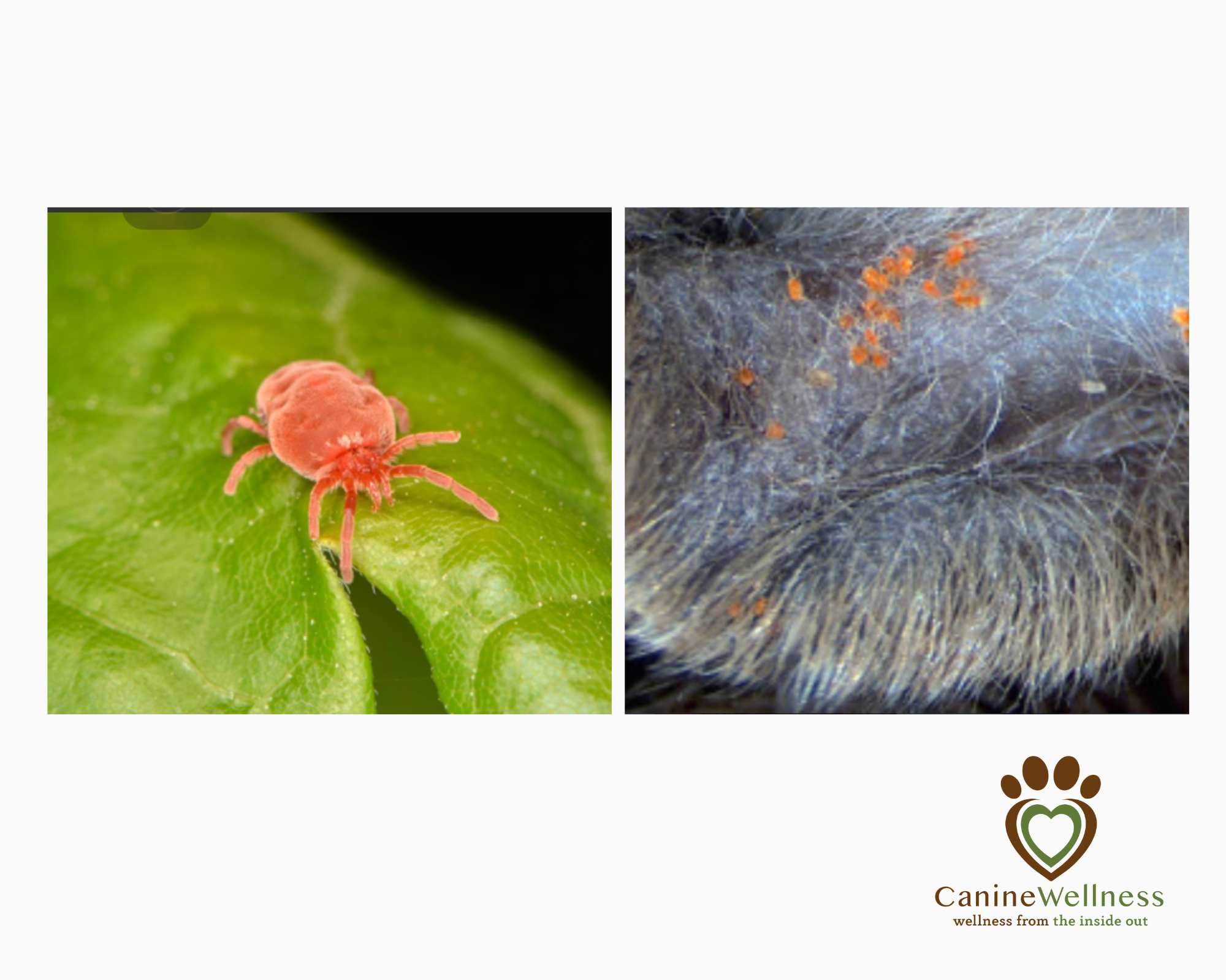 Harvest Mites and Dogs – Canine Wellness Specialist